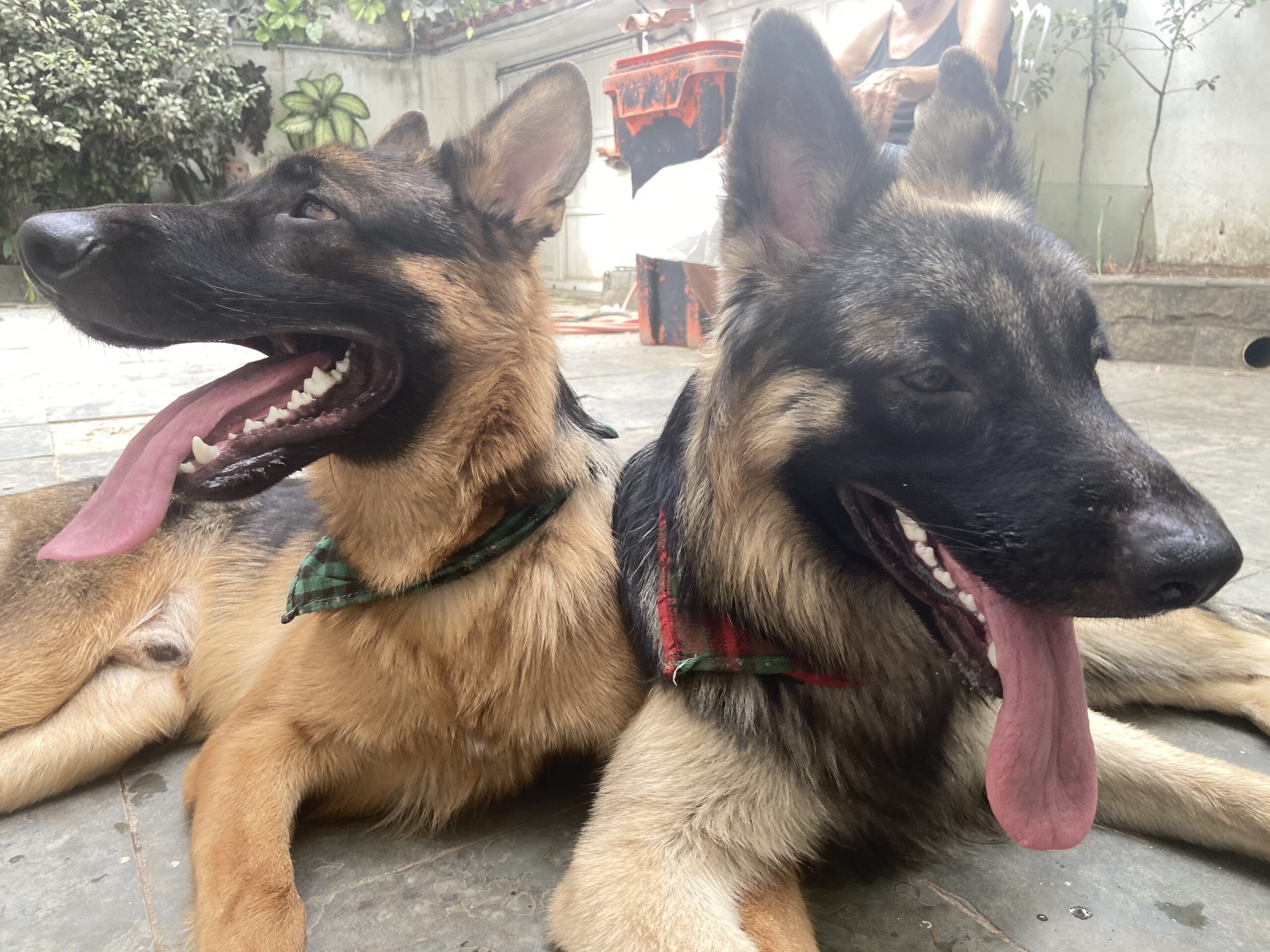 About TOBI and BOBI - TOBI and BOBI