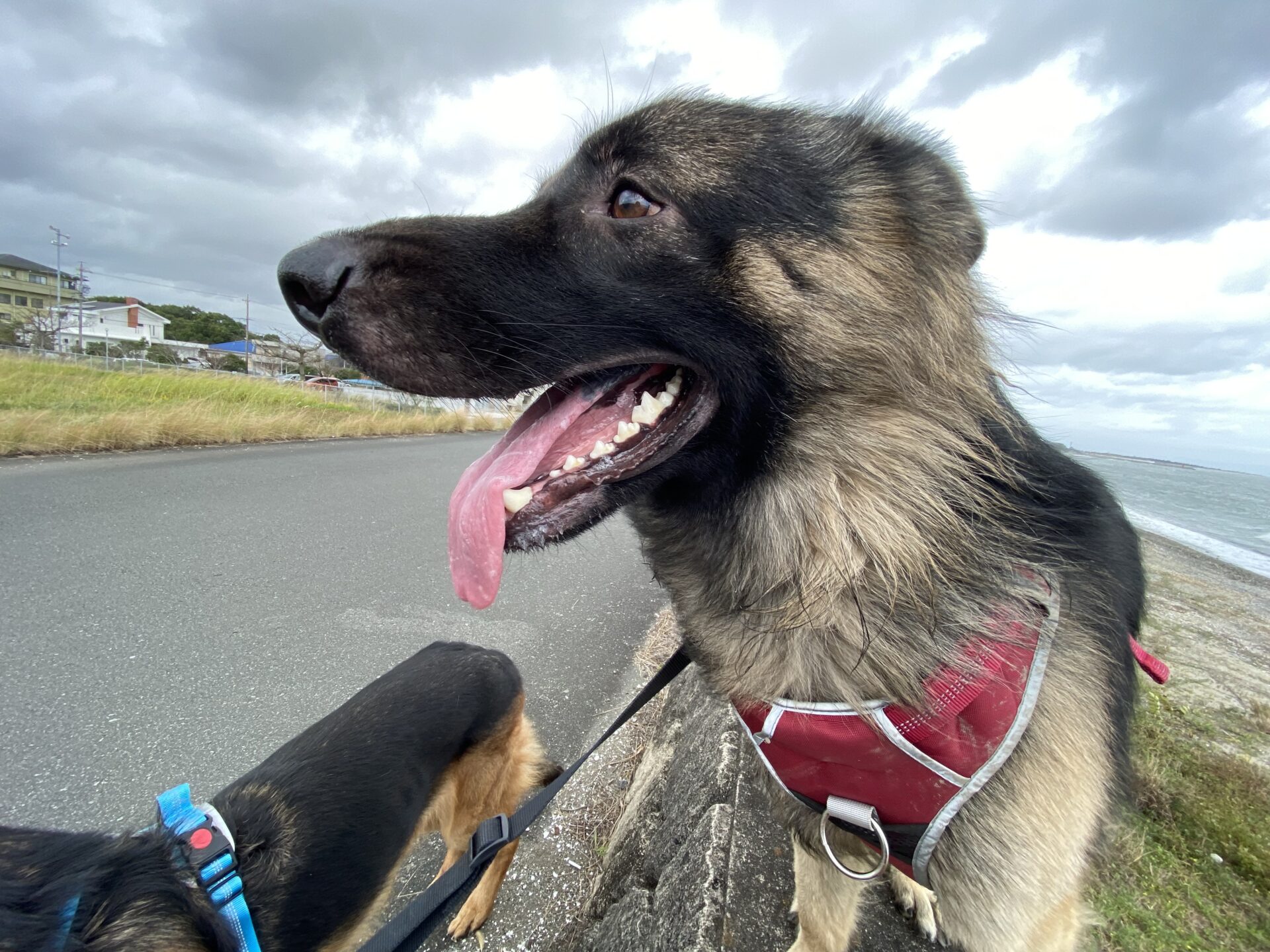 1st day in Japan - TOBI and BOBI
